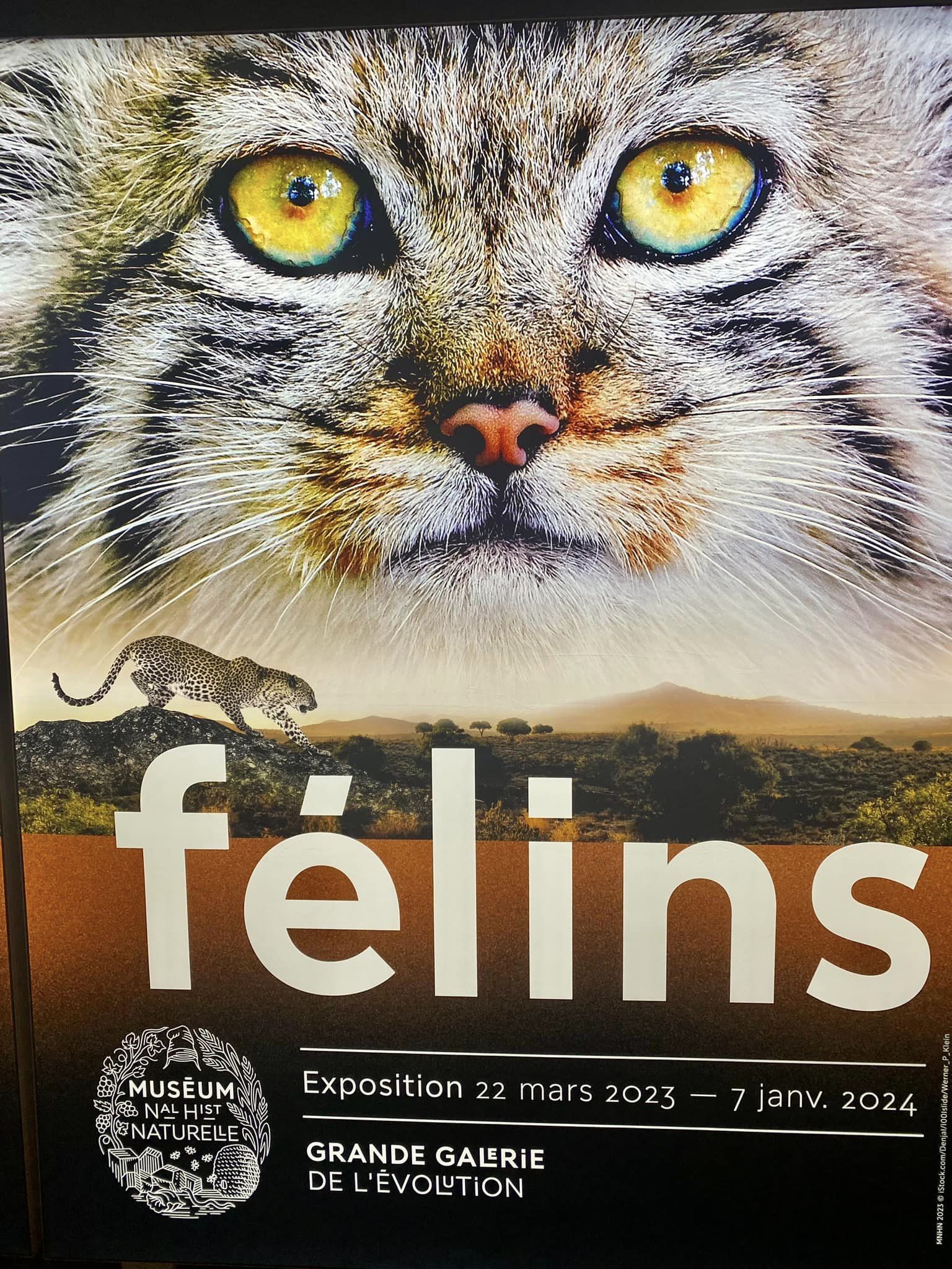 Félins à la Grande Galerie de l’Evolution (Paris) • Place to Be : Provocateur d'envies